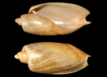 涡螺总科 Volutacea 蓝色动物学（中国动物学科普）